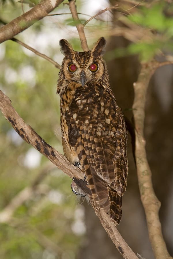 Hibou image stock. Image du pluie, hibou, regard, endangered - 8001135