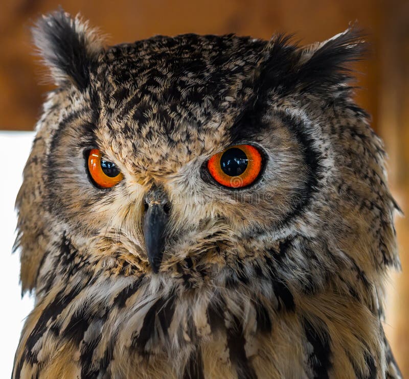 Hibou Avec De Grands Yeux Rouges Photo stock - Image of ailes ...