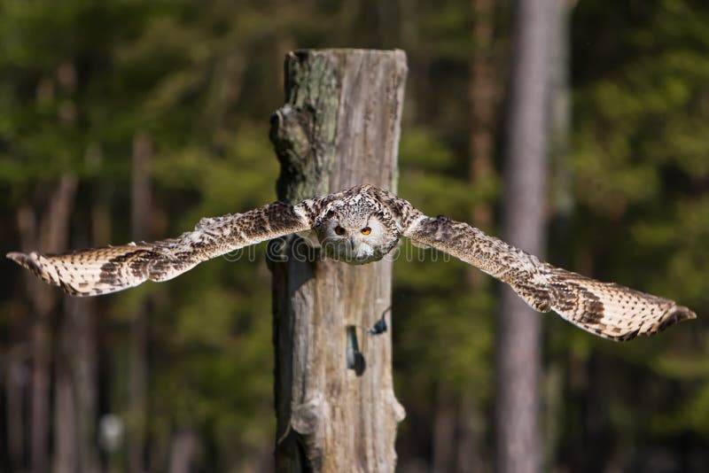 Hibou blanc photo stock. Image du liberté, blanc, aile - 11869842
