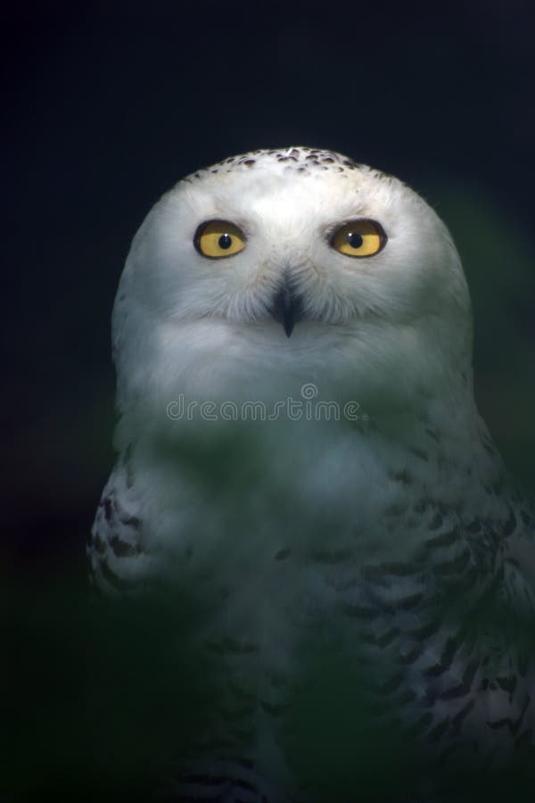 Hibou blanc 5 de Milou photo stock. Image du toundra, blanc - 2323106