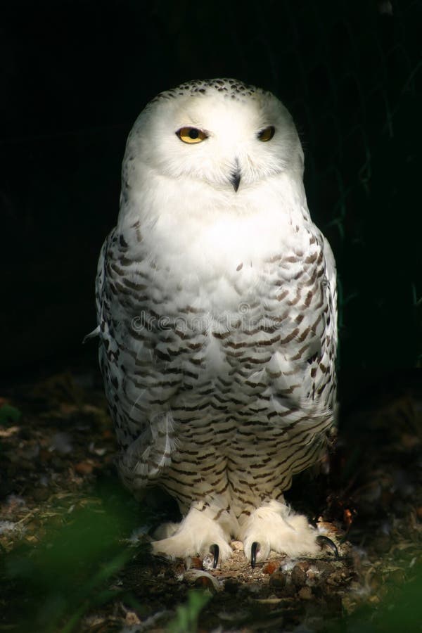 Hibou blanc 6 de Milou photo stock. Image du hermine, yeux - 2323110