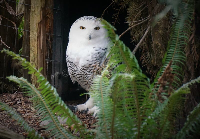 Hibou blanc photo stock. Image du clavettes, complètement - 21848116