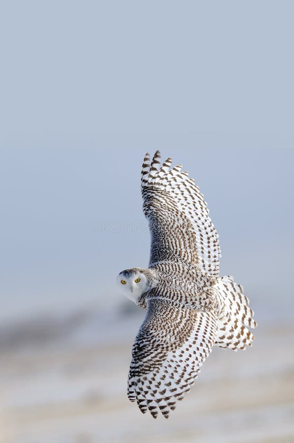 Hibou Blanc De Milou De L'hiver En Vol Photo stock - Image du ailes ...