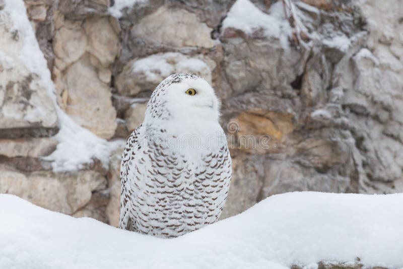 Hibou Blanc Ou Hibou Neigeux Photo stock - Image du chasseur, aile ...