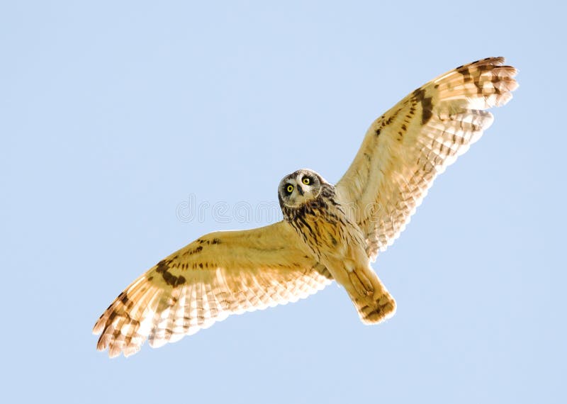 Hibou de chasse en vol image stock. Image du densité - 12510411
