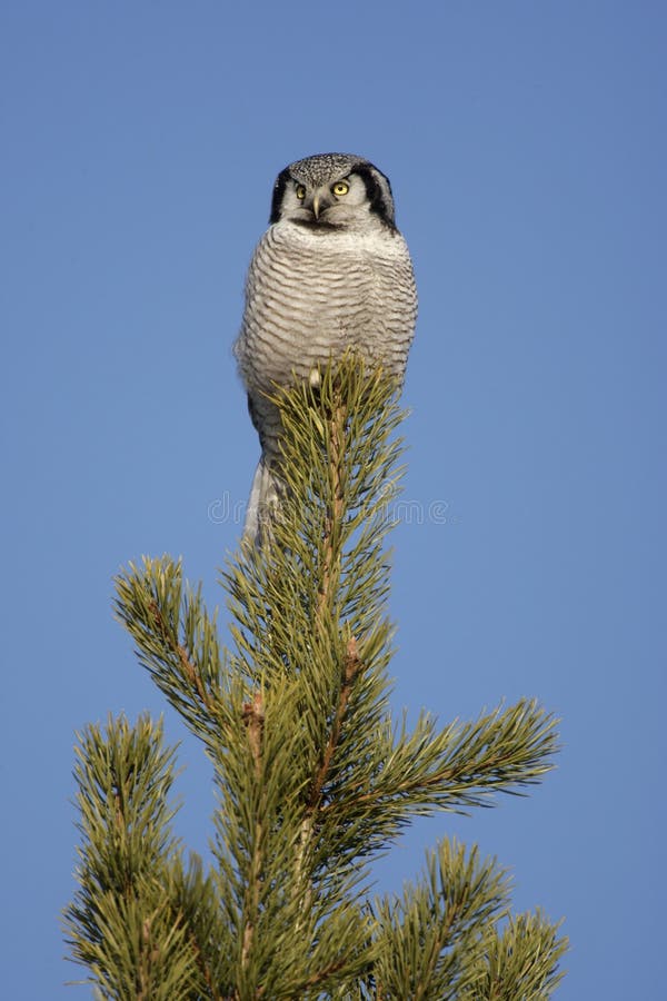 Hibou De Faucon, Ulula De Surnia Photo stock - Image du neige, glace ...