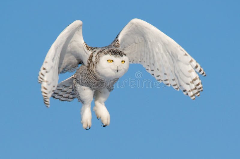Hibou De Milou De Vol (scandiacus De Bubo) Photo stock - Image du ...
