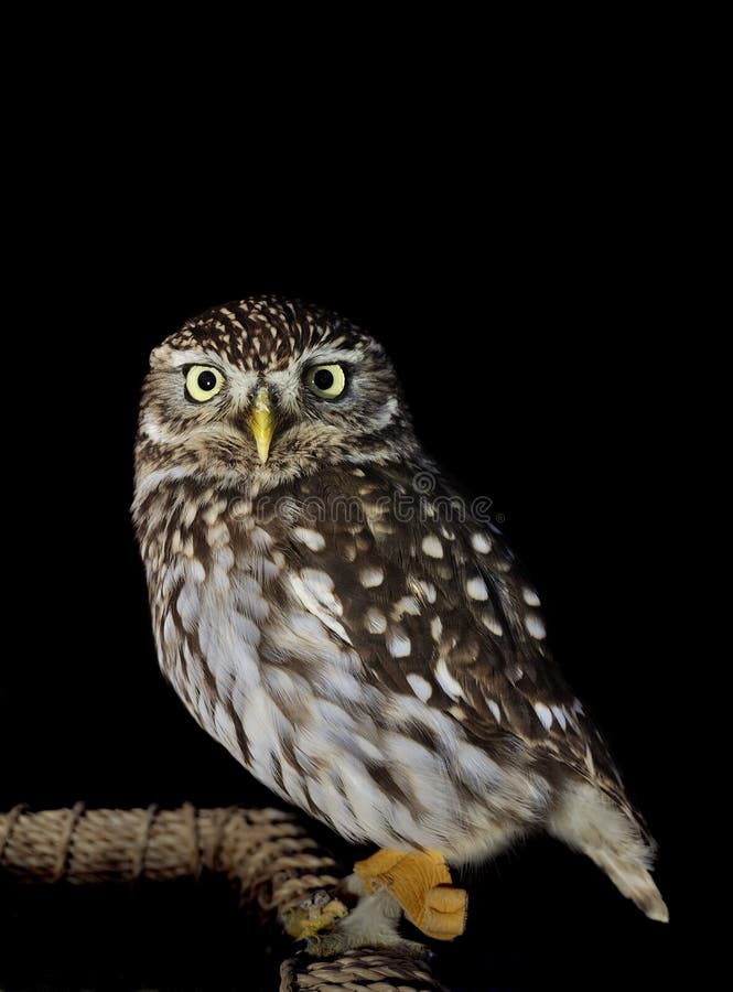 Hibou de nuit photo stock. Image du nuit, hibou - 13740782
