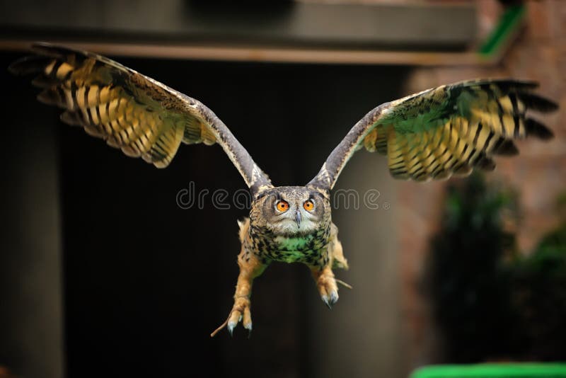 Hibou de vol image stock. Image du pouvoir, rapide, puissant - 24833161