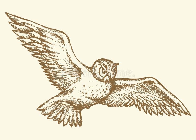 Hibou De Vol Retrait De Vecteur Illustration Stock - Illustration du ...