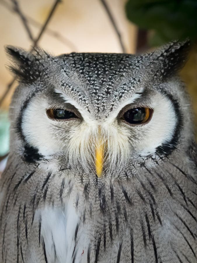 Hibou fait face blanc photo stock. Image du animal, blanc - 55930818