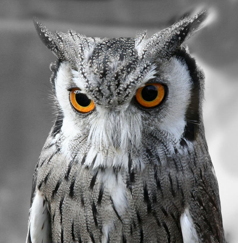 10,683 Photos de Hibou Noir Et Blanc - Photos de stock gratuites et ...