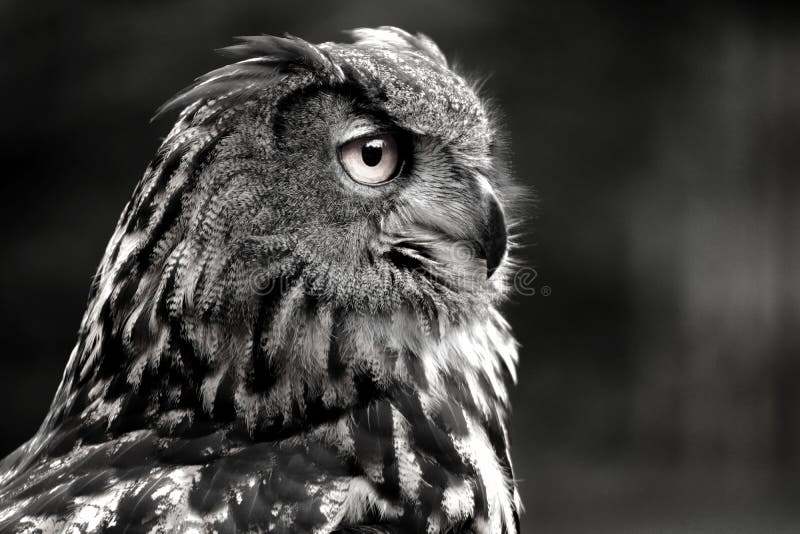 1,867 Hibou Noir Et Blanc Photos libres de droits et gratuites de ...