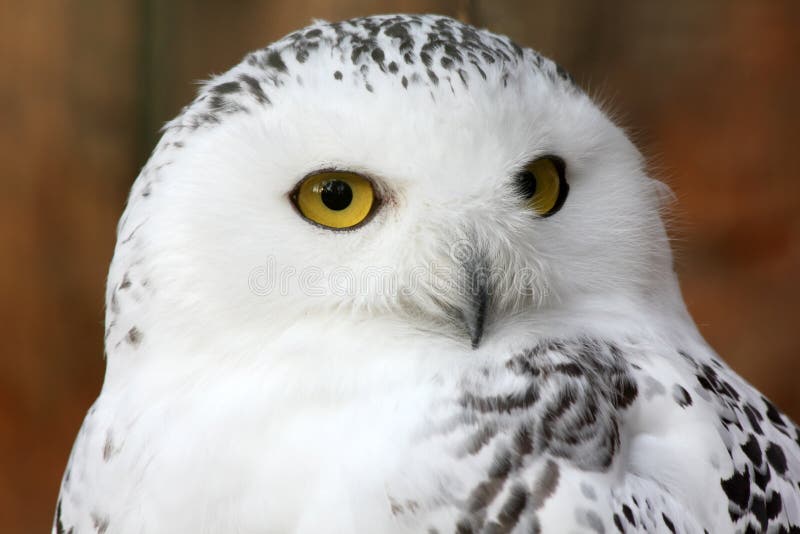 Hibou polaire blanc photo stock. Image du plumage, feathered - 45006178