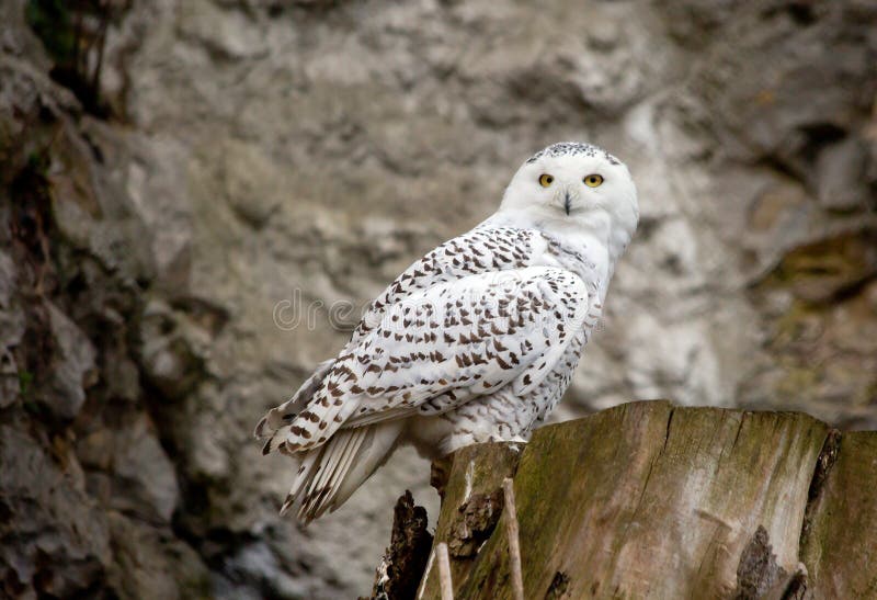 Hibou (polaire) blanc photo stock. Image du animal, oiseau - 53214734