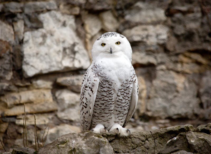Hibou (polaire) blanc photo stock. Image du animal, oiseau - 53214734