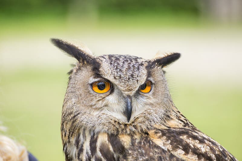 Hibou royal photo stock. Image du oeil, faune, oiseau - 11406368