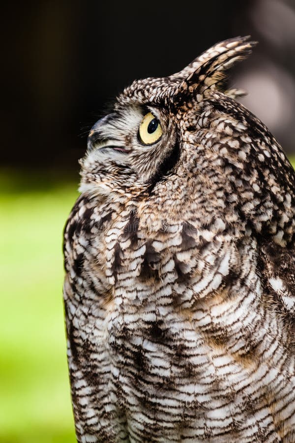 Hibou d'automne photo stock. Image du oiseau, hibou, cornu - 27356634
