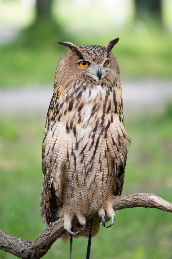 Hibou Sur Une Branche Photos Stock - Téléchargez 1,441 Photos libres de ...