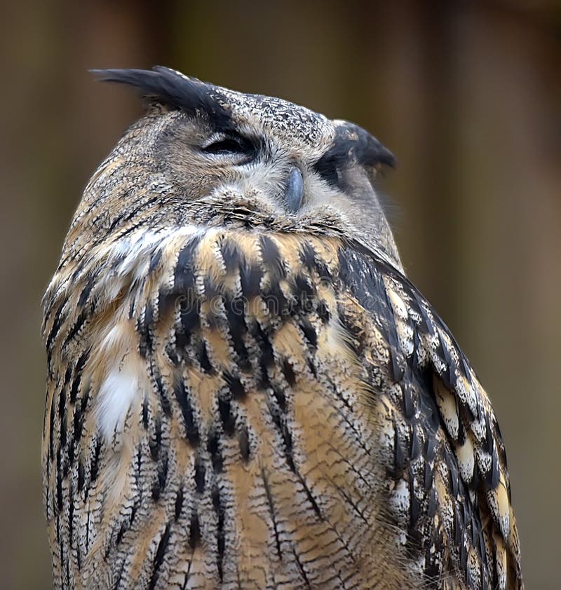 Hibou Sur Une Branche Photos Stock - Téléchargez 1,441 Photos libres de ...