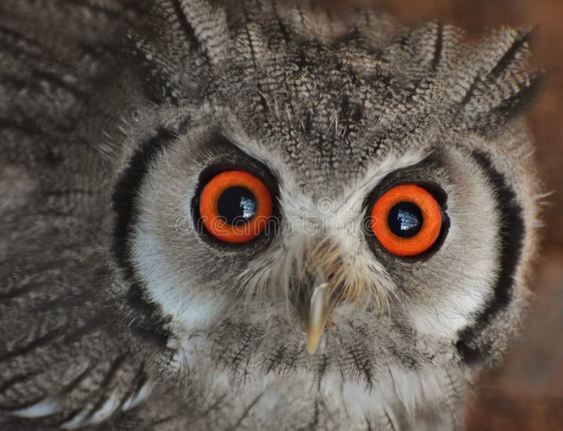 Hibou blanc photo stock. Image du oiseau, normal, clavette - 10038890