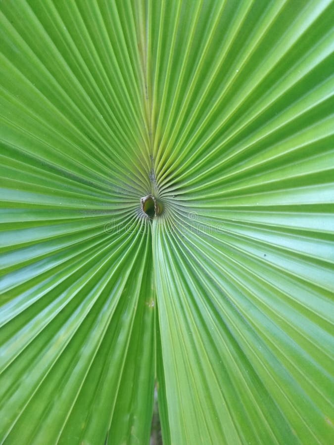 Hibreed Palm Tree Leaf South India & X28;pal Wine Field& X29; Stock ...