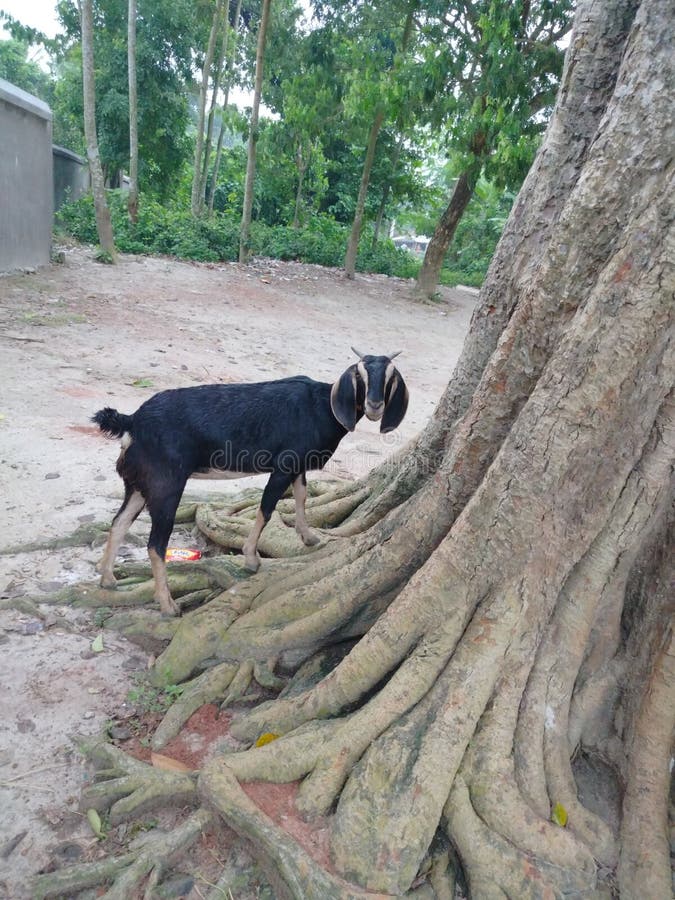 A Hibrid Colourful Goat Stands on a Tree Root Stock Image - Image of ...