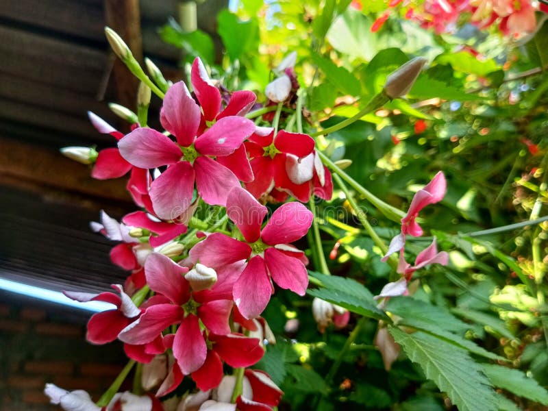 Hiccup Flowers Stock Photos - Free & Royalty-Free Stock Photos from ...