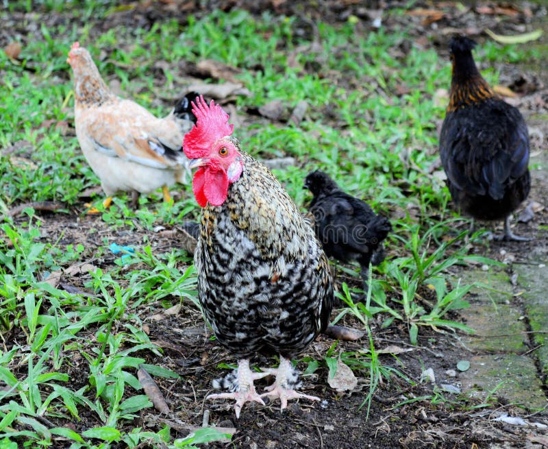 Hick walking the hens stock image. Image of pecking, ride - 73931465