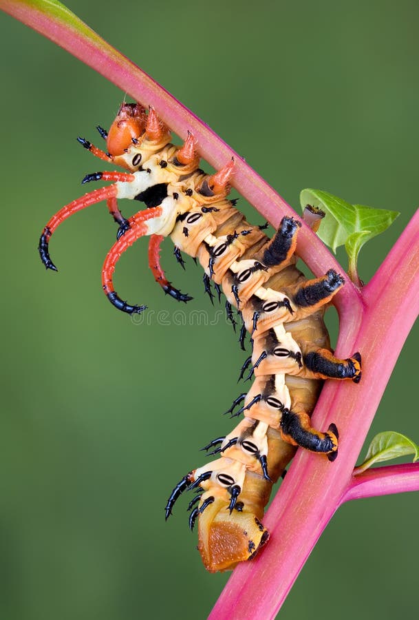 Hickory Horned Devil stock image. Image of vertical, nature - 6166687