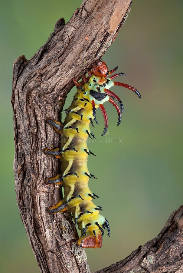 Hickory Horned Devil on Branch Stock Image - Image of wildlife, nature ...