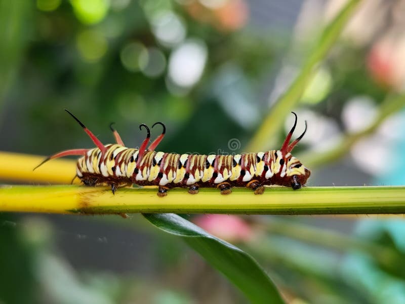 A Hickory Horned Devil Moth Caterpillar. Stock Photo - Image of horns ...