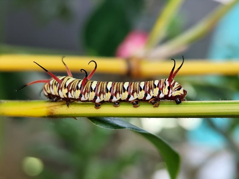 A Hickory Horned Devil Moth Caterpillar. Stock Photo - Image of larva ...