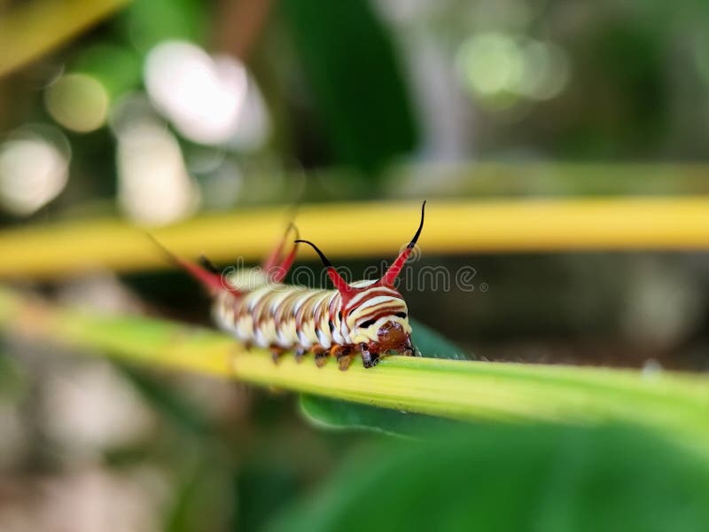 A Hickory Horned Devil Moth Caterpillar. Stock Photo - Image of royal ...