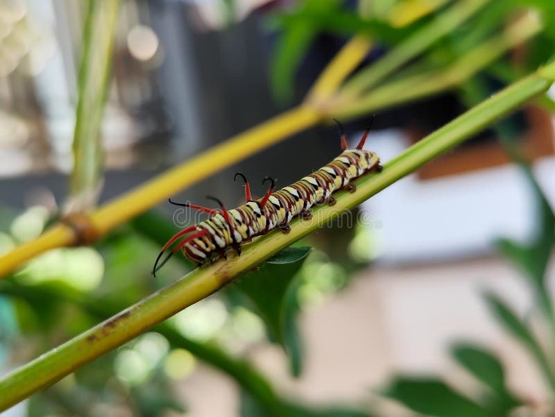 A Hickory Horned Devil Moth Caterpillar. Stock Photo - Image of royal ...