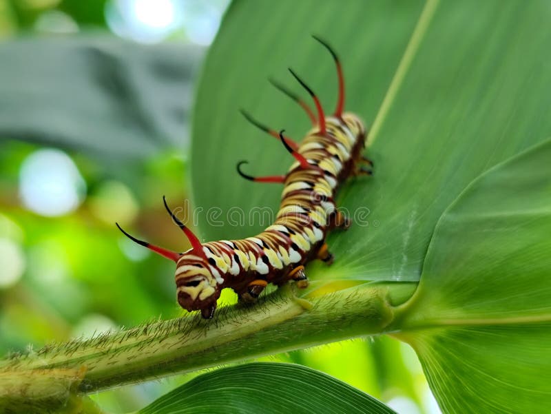 A Hickory Horned Devil Moth Caterpillar. Stock Photo - Image of exotic ...