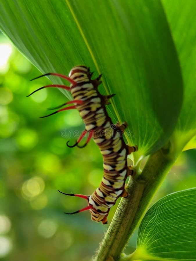 A Hickory Horned Devil Moth Caterpillar. Stock Photo - Image of ...
