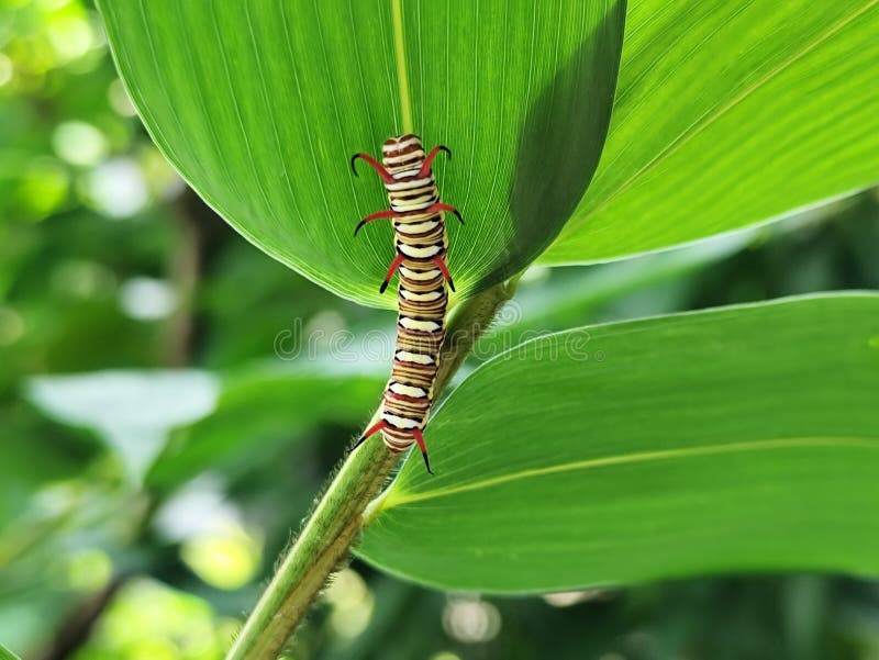 A Hickory Horned Devil Moth Caterpillar. Stock Image - Image of large ...