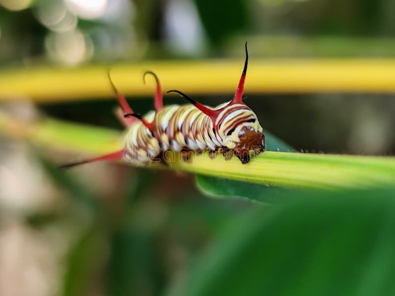 A Hickory Horned Devil Moth Caterpillar. Stock Photo - Image of regal ...
