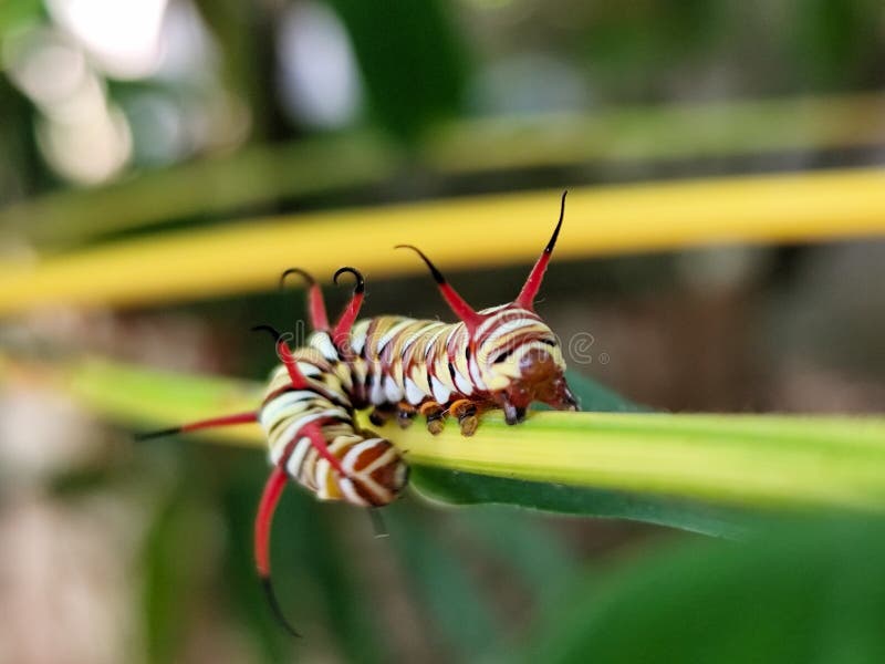 A Hickory Horned Devil Moth Caterpillar. Stock Photo - Image of moth ...