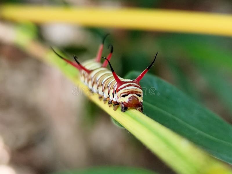 A Hickory Horned Devil Moth Caterpillar. Stock Photo - Image of nature ...