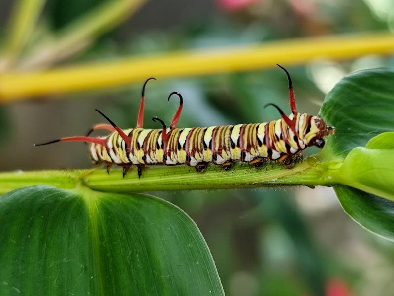 A Hickory Horned Devil Moth Caterpillar. Stock Image - Image of ...
