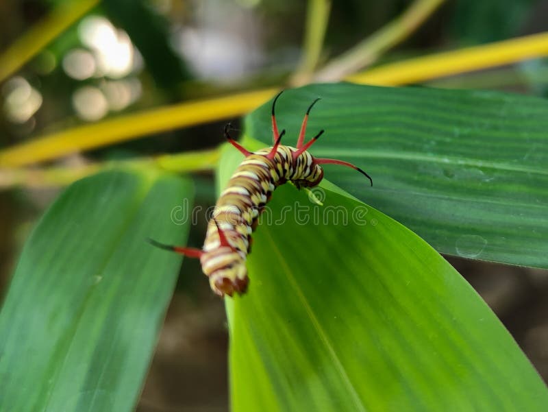 A Hickory Horned Devil Moth Caterpillar. Stock Photo - Image of larva ...