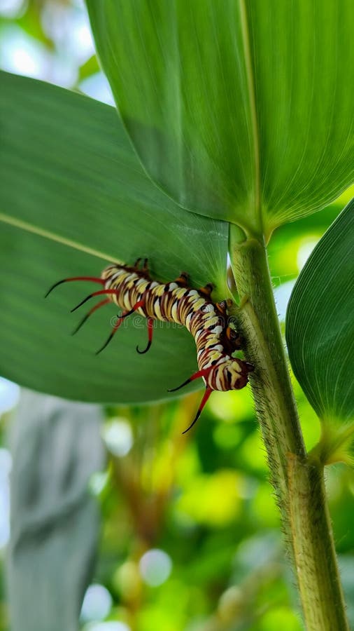 A Hickory Horned Devil Moth Caterpillar. Stock Image - Image of green ...