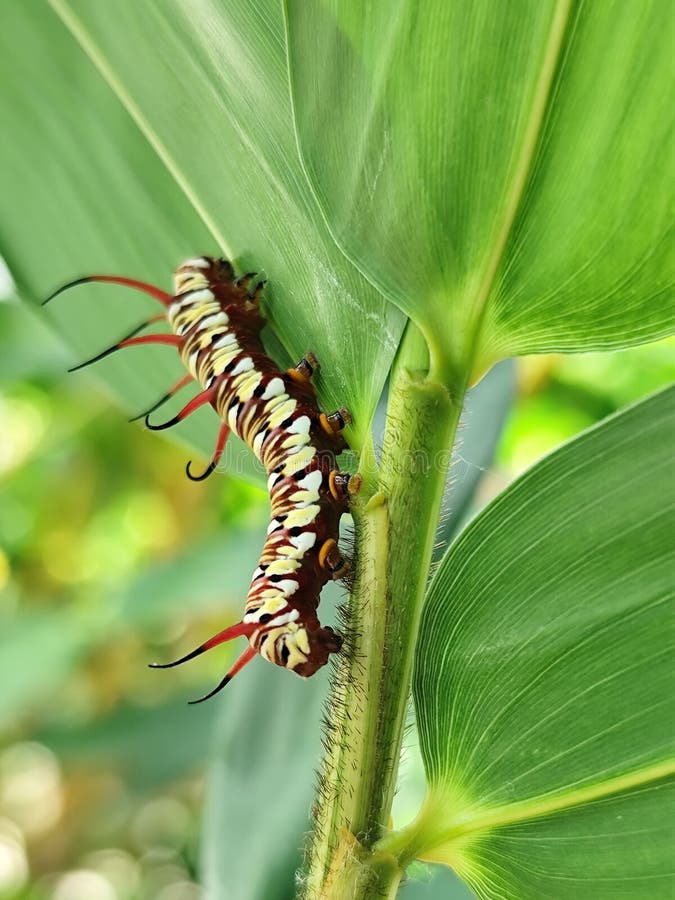 A Hickory Horned Devil Moth Caterpillar. Stock Photo - Image of outdoor ...