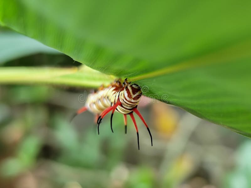 A Hickory Horned Devil Moth Caterpillar. Stock Image - Image of tree ...