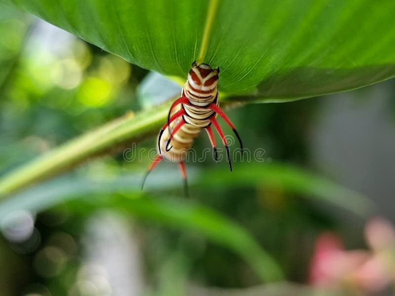 A Hickory Horned Devil Moth Caterpillar. Stock Photo - Image of ...