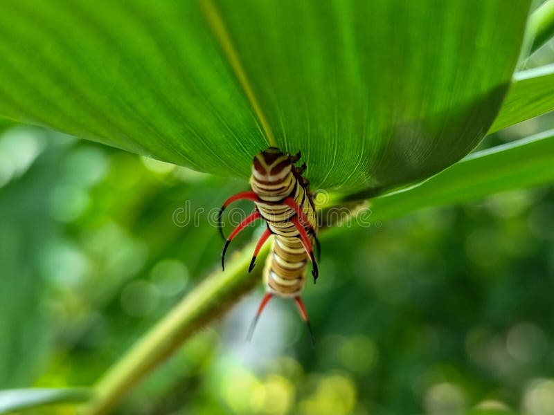A Hickory Horned Devil Moth Caterpillar. Stock Photo - Image of larval ...