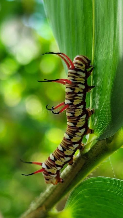 A Hickory Horned Devil Moth Caterpillar. Stock Photo - Image of exotic ...