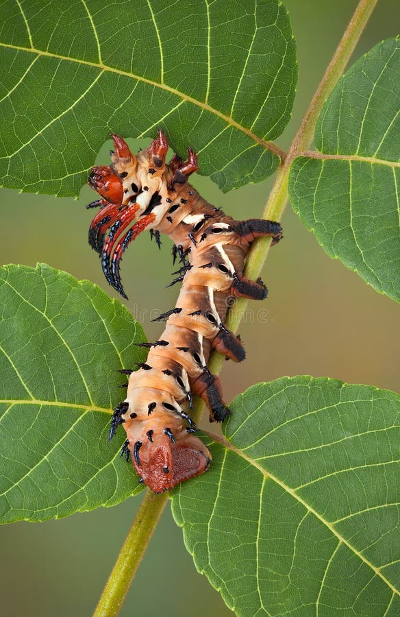 Wolf Spider Carrying Egg Case Stock Photo - Image of horizontal ...